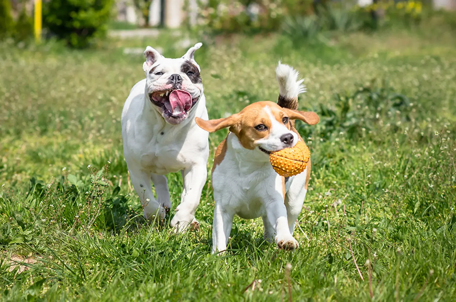 Bryan Animal Center | City of Bryan