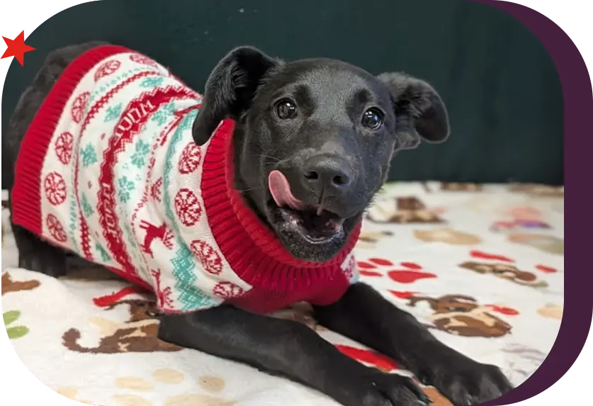 Bryan Animal Center | City of Bryan