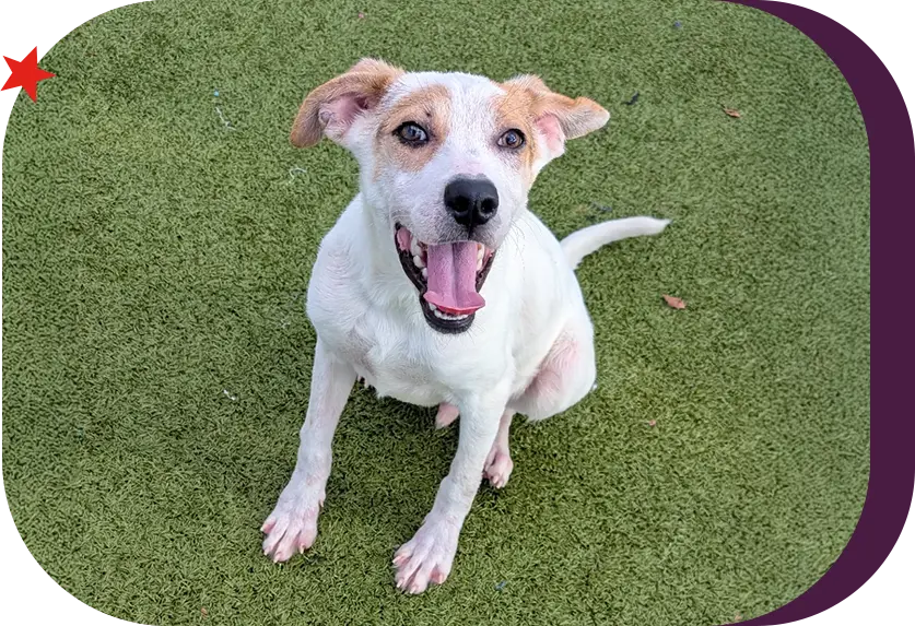 Bryan Animal Center | City of Bryan