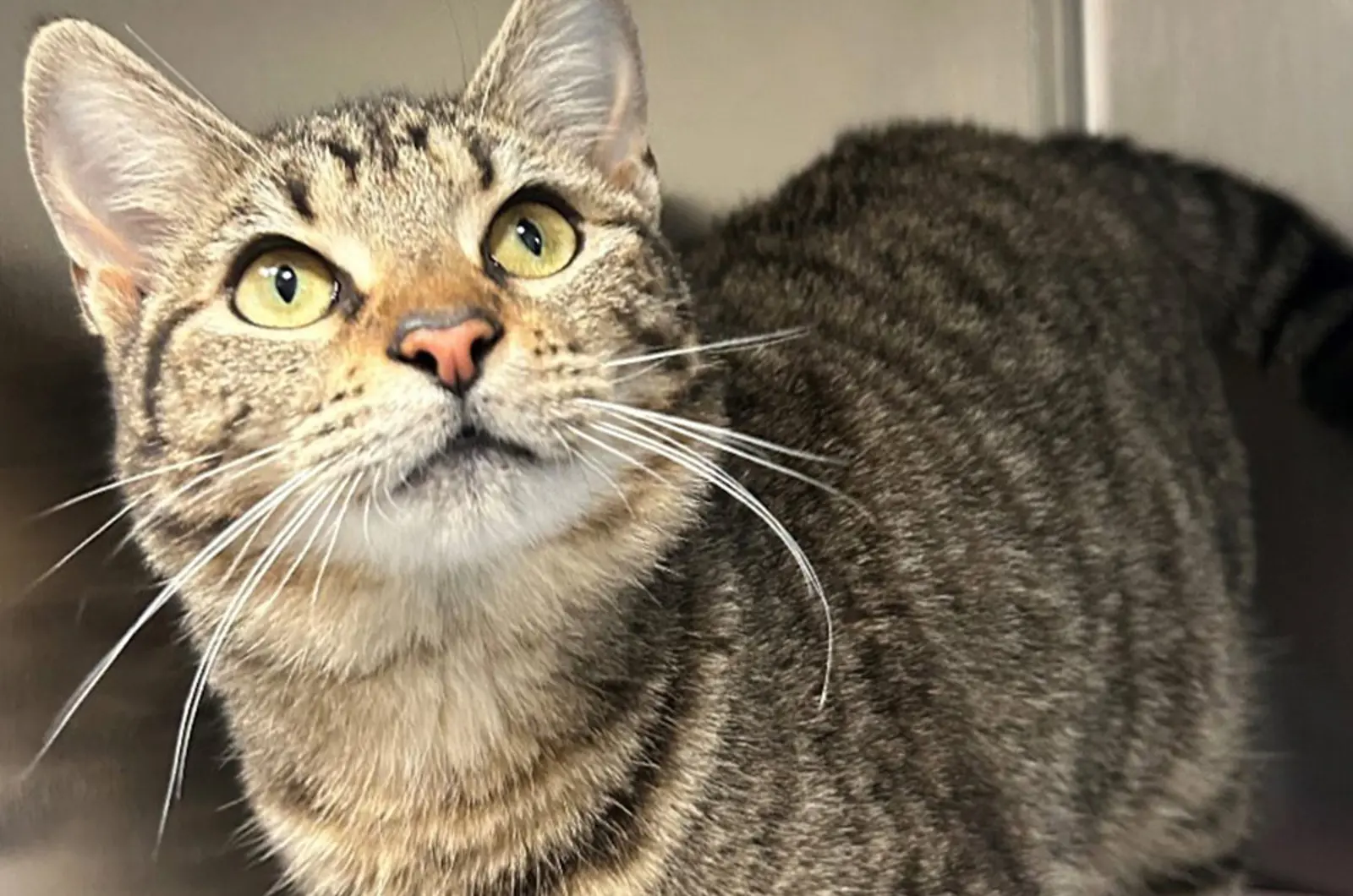 Animal Services | City of Bryan
