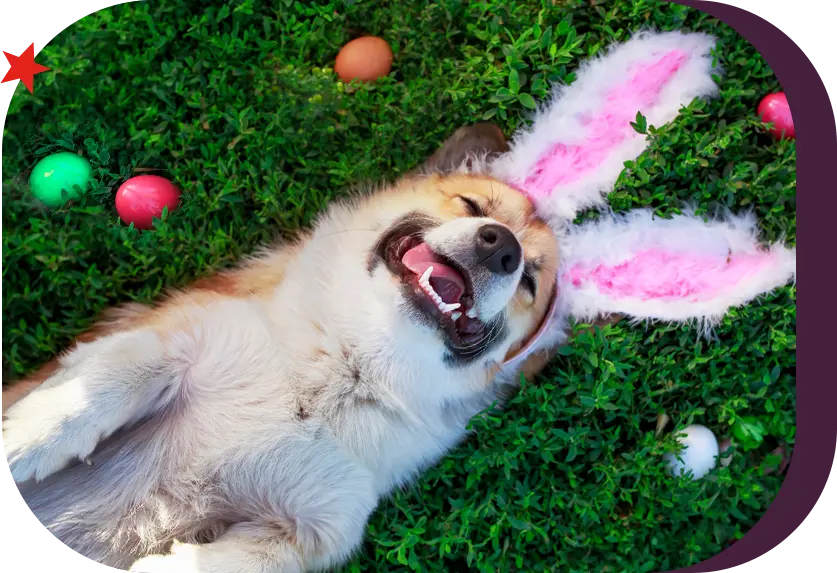 Bryan Animal Center | City of Bryan